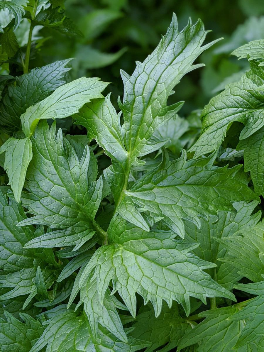 Sleep Tincture - valerian, wild lettuce, lemon balm, California poppy ...